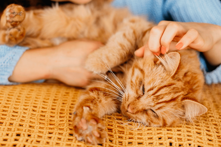 Tiques chez le chat | Risques, retrait et prévention efficace