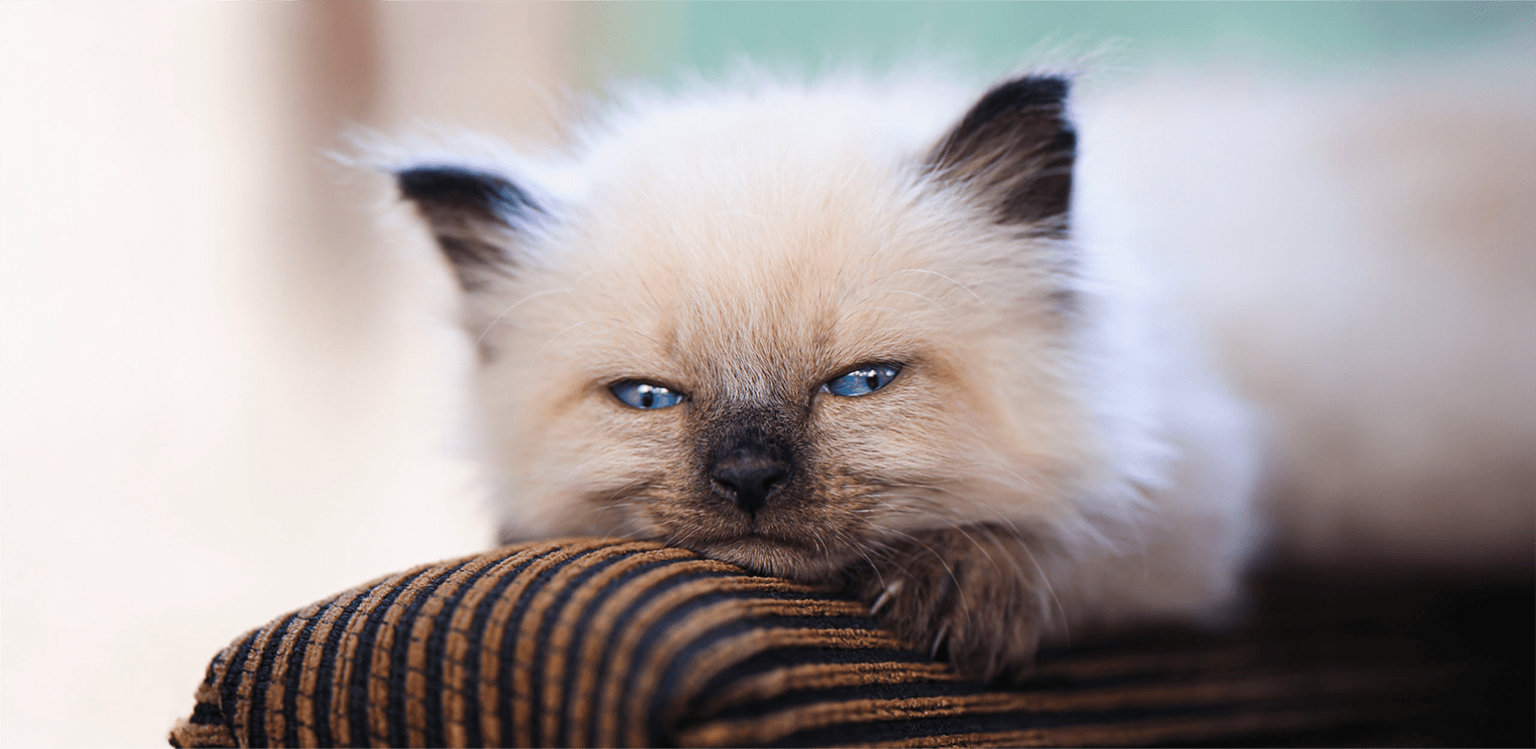 PIF chez le chat | Symptômes, espérance de vie et traitement