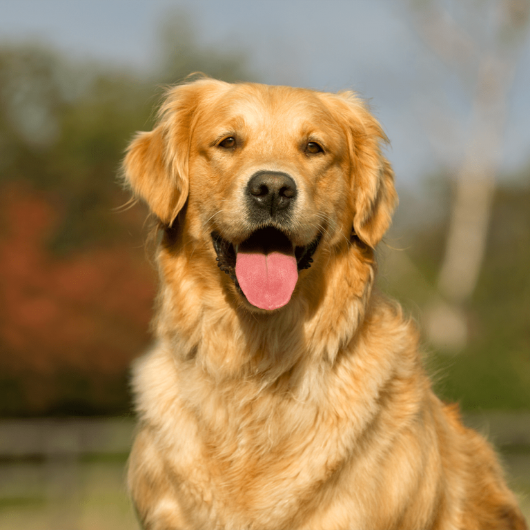 Toutes les races de chiens | Fiches, caractéristiques et conseils