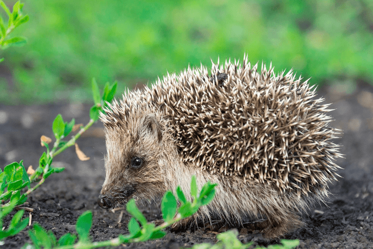 Hérisson dans le jardin | Comment réagir et bien s’en occuper