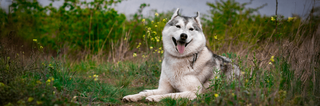 Husky Sibérien | Caractère, prix, santé et entretien