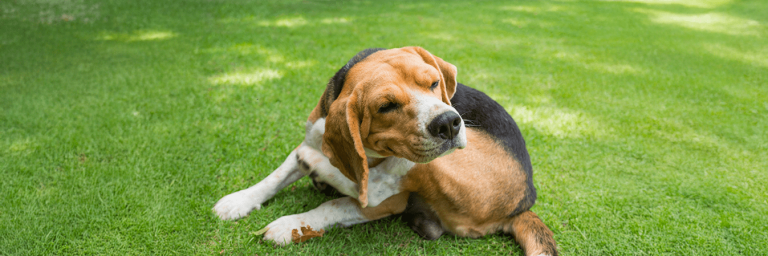 Puces chez le chien | comment les reconnaître et agir efficacement