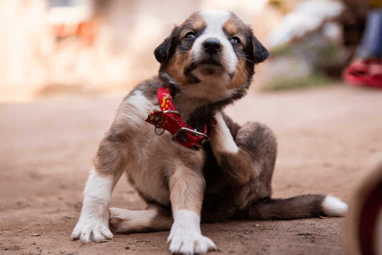 Puces chez le chien | comment les reconnaître et agir efficacement