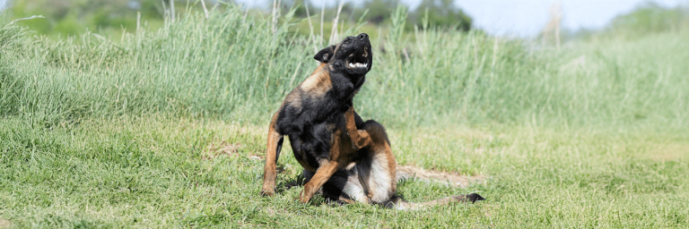 Puces chez le chien | comment les reconnaître et agir efficacement