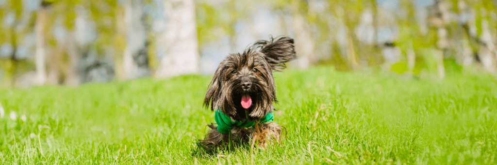 Puces chez le chien | comment les reconnaître et agir efficacement