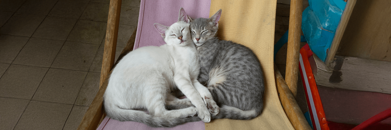 Reproduction chez le chat | Comprendre les cycles et les chaleurs