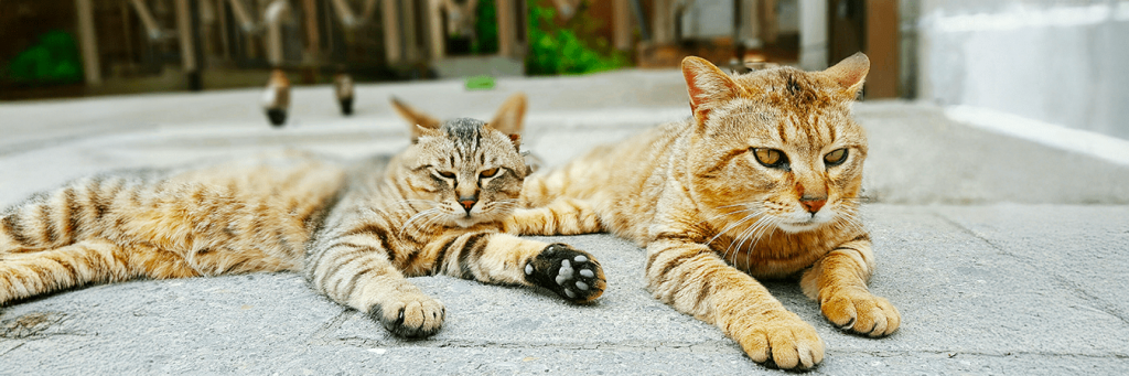 Reproduction chez le chat | Comprendre les cycles et les chaleurs