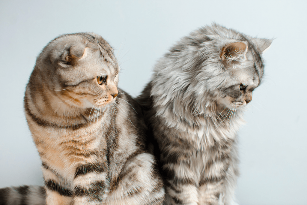 Reproduction chez le chat | Comprendre les cycles et les chaleurs