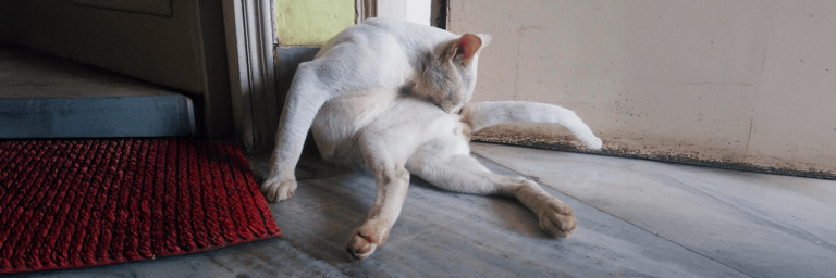 Teigne du chat | Symptômes, traitements et précautions à prendre
