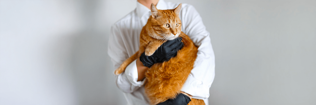 Coryza chez le chat | Symptômes, traitement et prévention