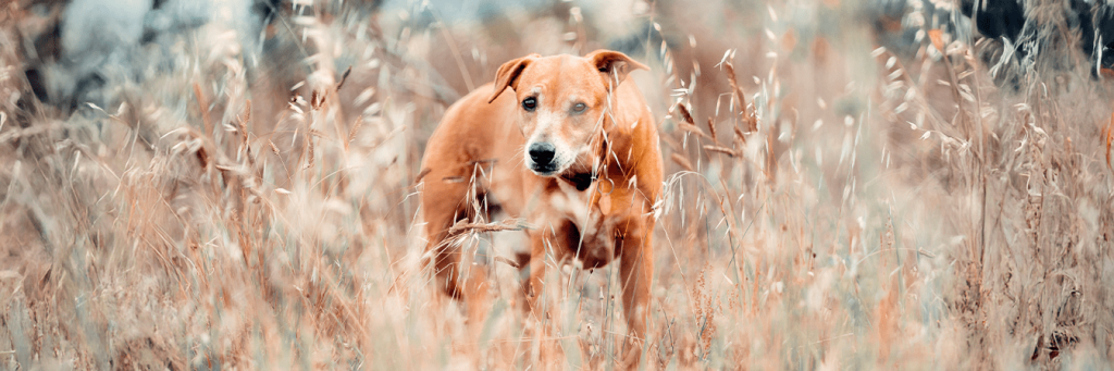 Épillet chien | reconnaître les signes et savoir quand consulter