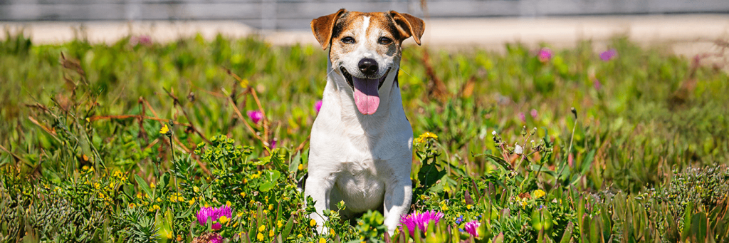 Jack Russell | Caractère, prix, santé et entretien