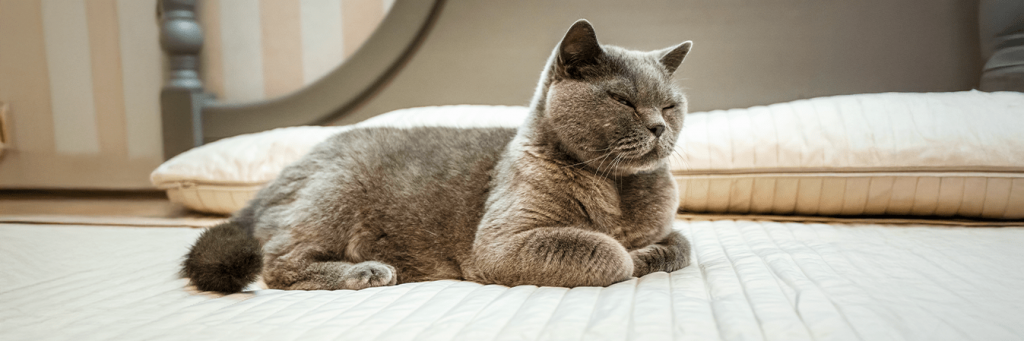 British Shorthair | Caractère, santé, entretien et prix