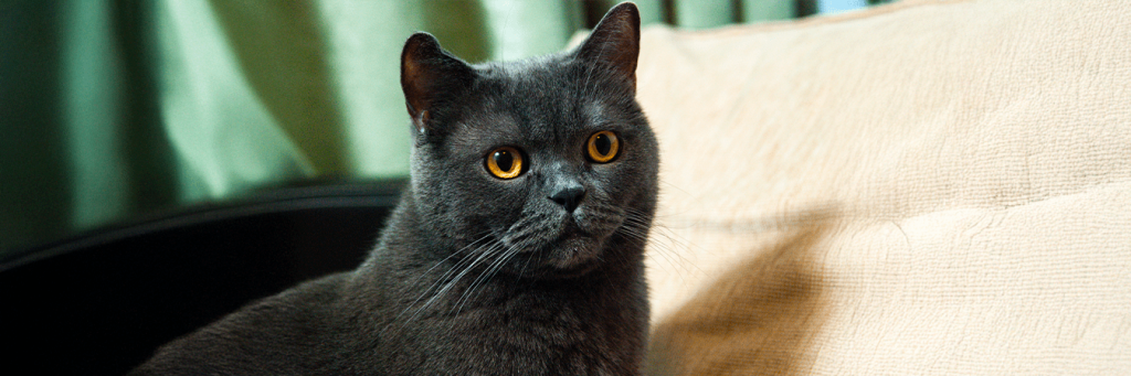 British Shorthair | Caractère, santé, entretien et prix