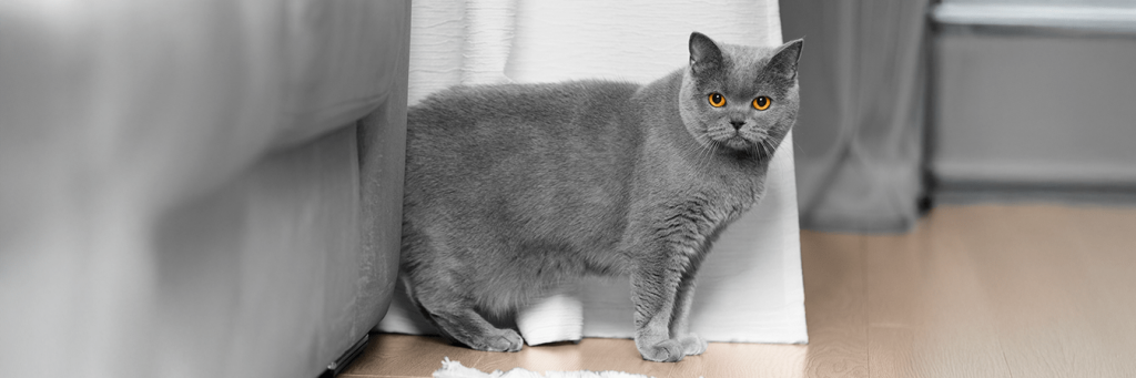 Chartreux | Caractère, santé, entretien et prix