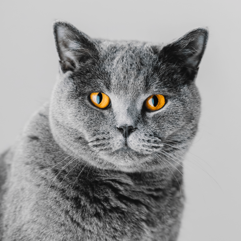 Chartreux | Caractère, santé, entretien et prix
