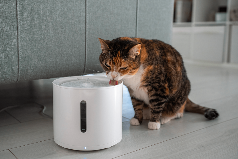 Chat qui boit beaucoup | Causes, signes et solutions