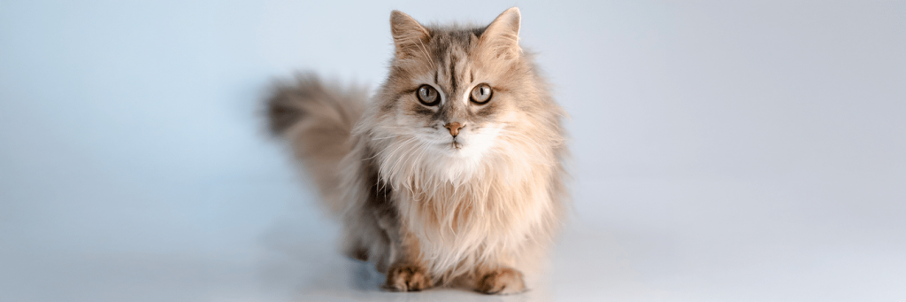 Chat Sibérien | Caractère, santé, entretien et prix