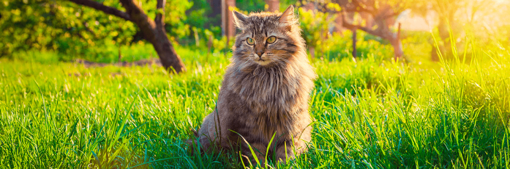 Chat Sibérien | Caractère, santé, entretien et prix
