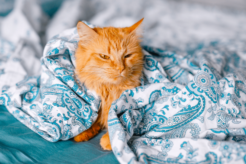 PIF chez le chat | Symptômes, espérance de vie et traitement