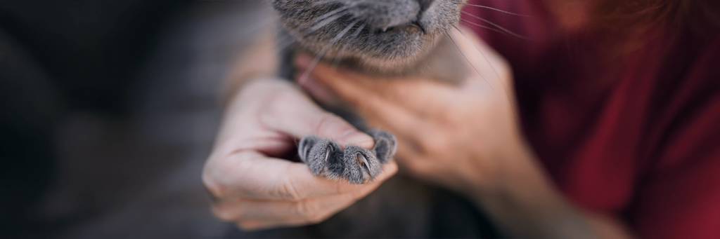 Couper les griffes du chat | conseils, erreurs à éviter et risques