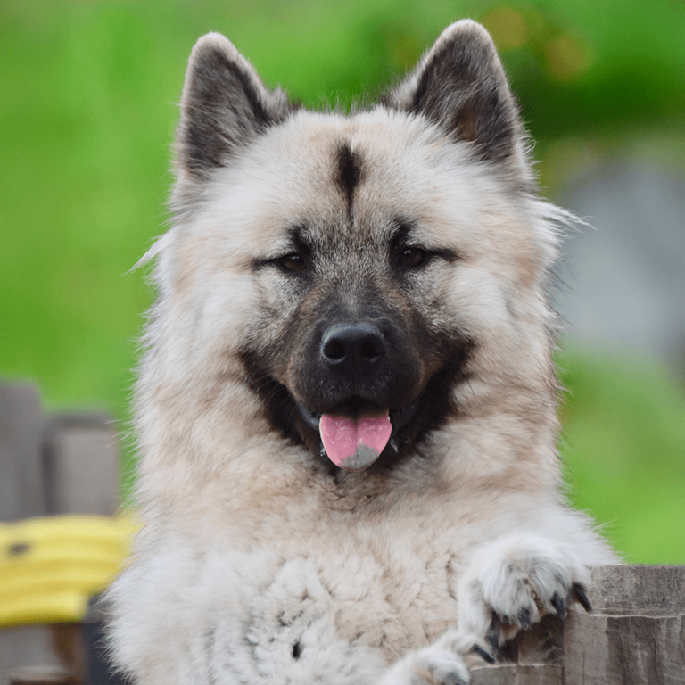 Toutes les races de chiens | Fiches, caractéristiques et conseils