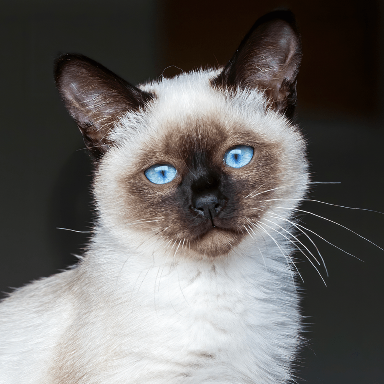 Chat siamois | Caractère, prix, santé et entretien