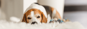 Dermatite chien | Symptômes, causes et conseils vétérinaires