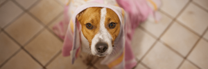 Dermatite chien | Symptômes, causes et conseils vétérinaires