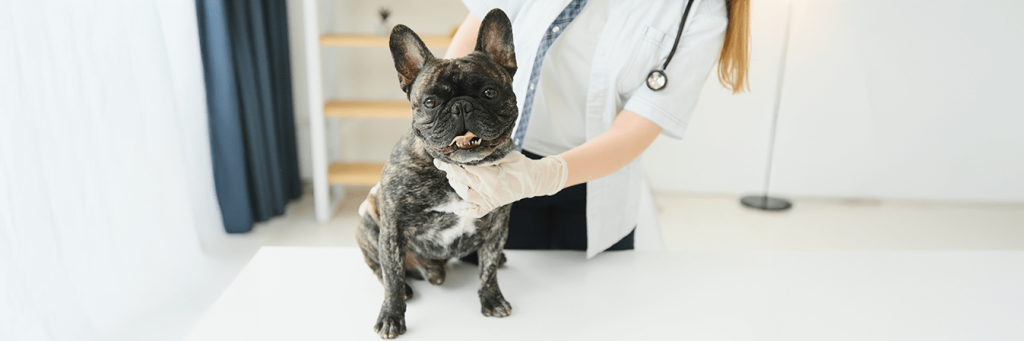 Dermatite chien | Symptômes, causes et conseils vétérinaires