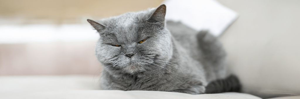 Sida du chat | Symptômes, transmission et prévention