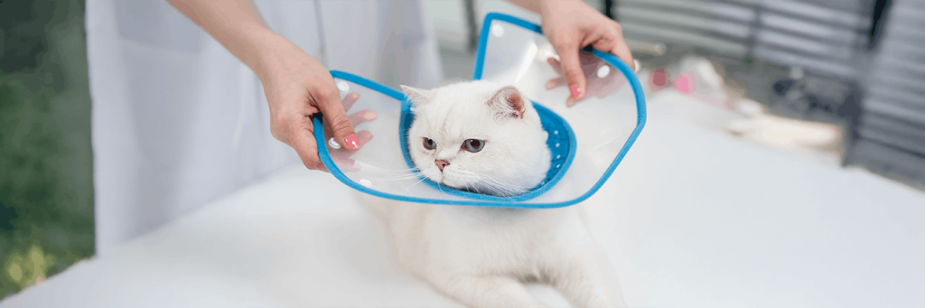 Collerette chat | Utilité, durée et erreurs à éviter